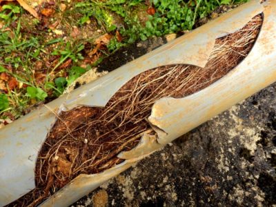 Tree Roots Foundation Damage MetroWest MA | American Climbers