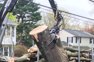 Removing Trees Near Power Lines: What You Need to Know Removing Trees ...