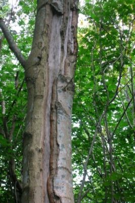 Frost Cracks: FAQs About These Vertical Cracks in Trees | American Climbers