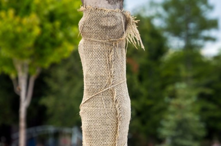 Frost Cracks: FAQs About These Vertical Cracks in Trees | American Climbers