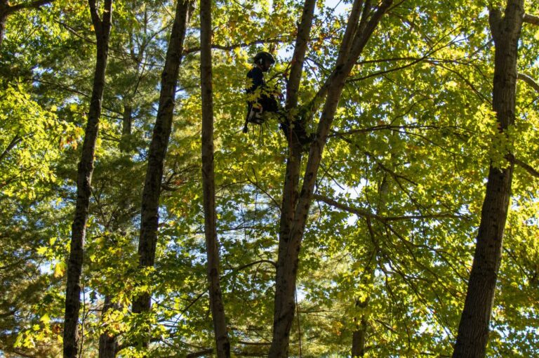 Tree Topping: Should You Do It? | American Climbers