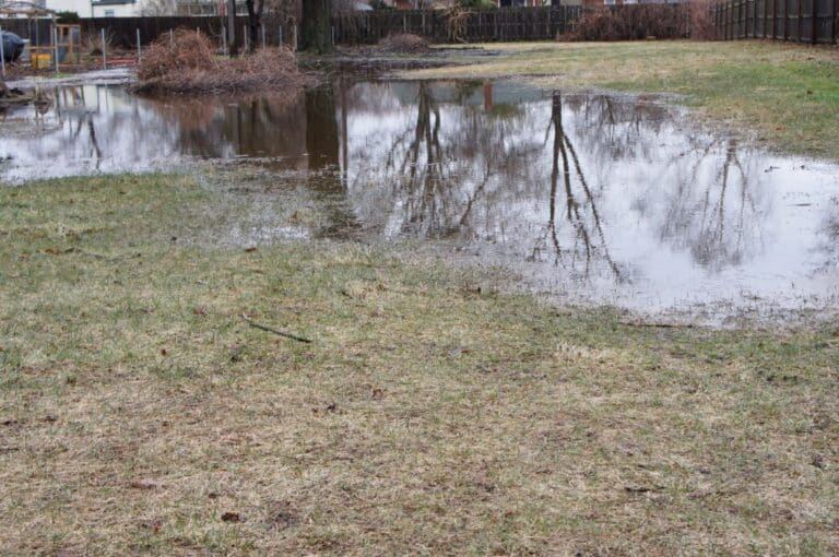 Avoid Tree Uprooting: Watch for These Signs of Saturated Soil ...