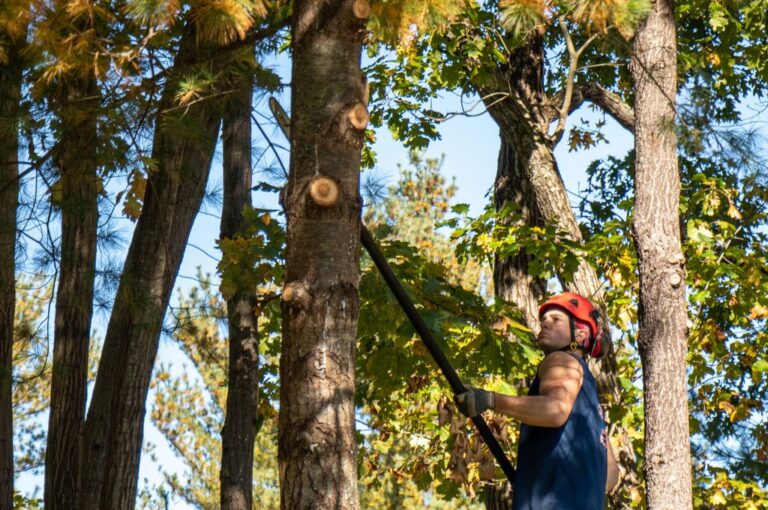 Crown Raising: Why Removing Lower Tree Branches Benefits MetroWest ...