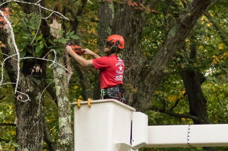 Tree Trimming FAQs: What You Need to Know About Trimming Trees ...