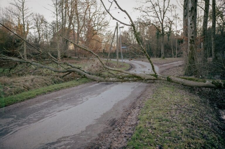 Your Tree Emergency Action Plan When Winter Storms Hit the MetroWest ...