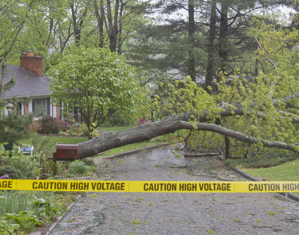 How to Prune Your Trees to Prevent Storm Damage | American Climbers ...