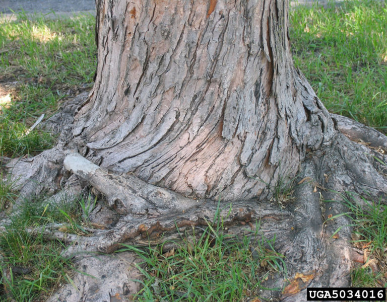 Girdling Roots Can Kill Your Trees (and Damage Your Property ...