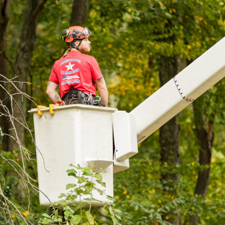 Meet the American Climbers Tree Service Team - Serving Central ...