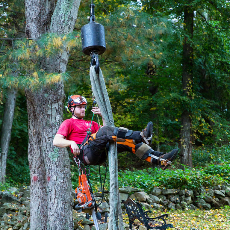 Meet the American Climbers Tree Service Team | Serving Central ...