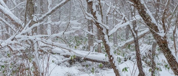 Why, When & How to Mulch Trees in Massachusetts | American Climbers