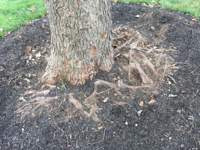 Girdling Roots Can Kill Your Trees (and Damage Your Property ...