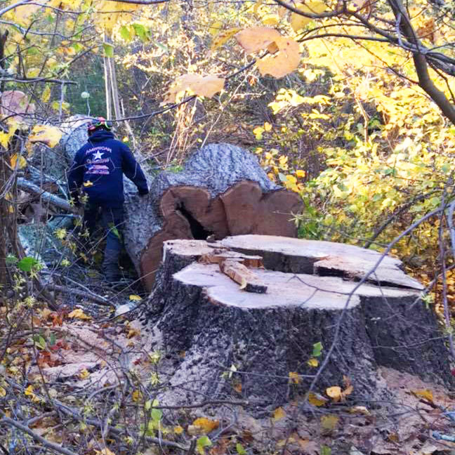 Tree Stump Grinding Service | Central & Metrowest Massachusetts ...